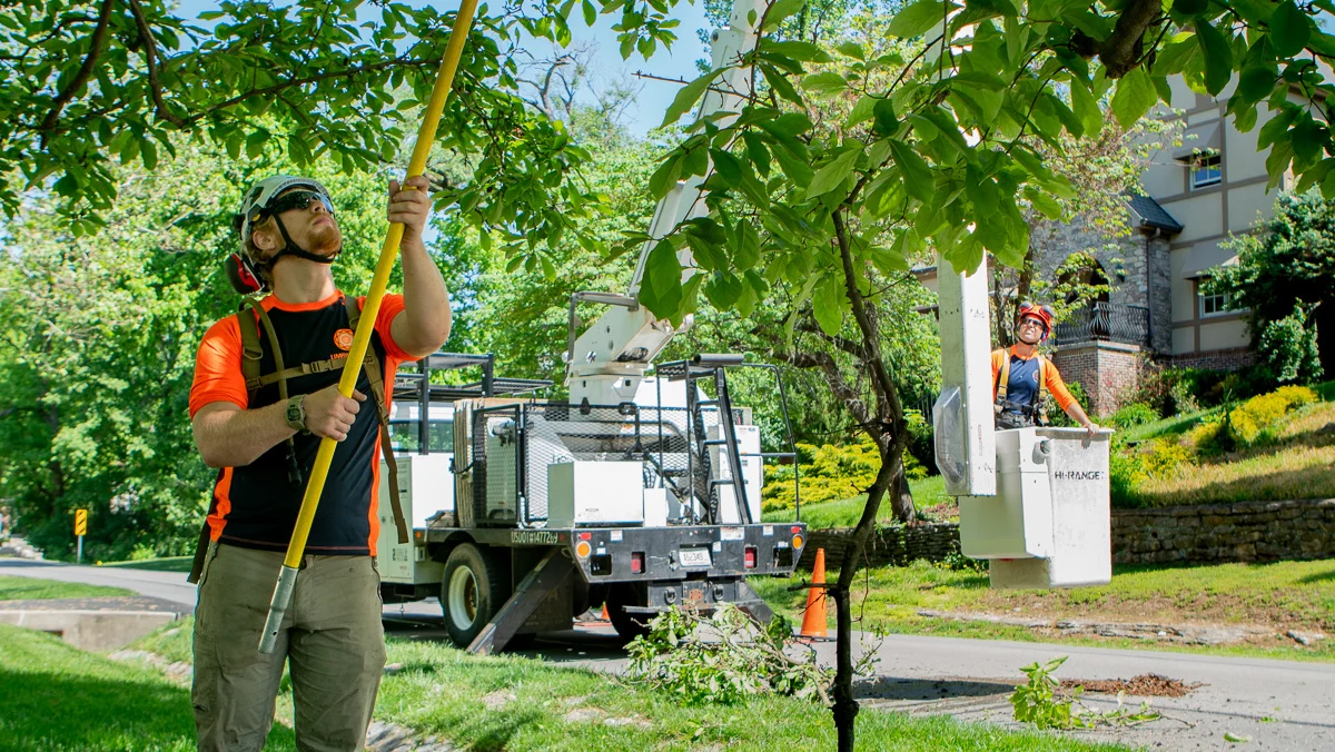 Understanding the Benefits of Regular Tree Pruning and Removal | Blog